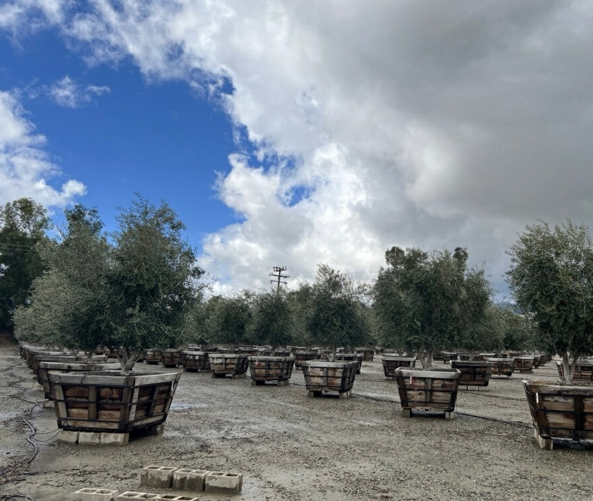 60" Swan Hill Olives® Fruitless Olive Tree – Better Together