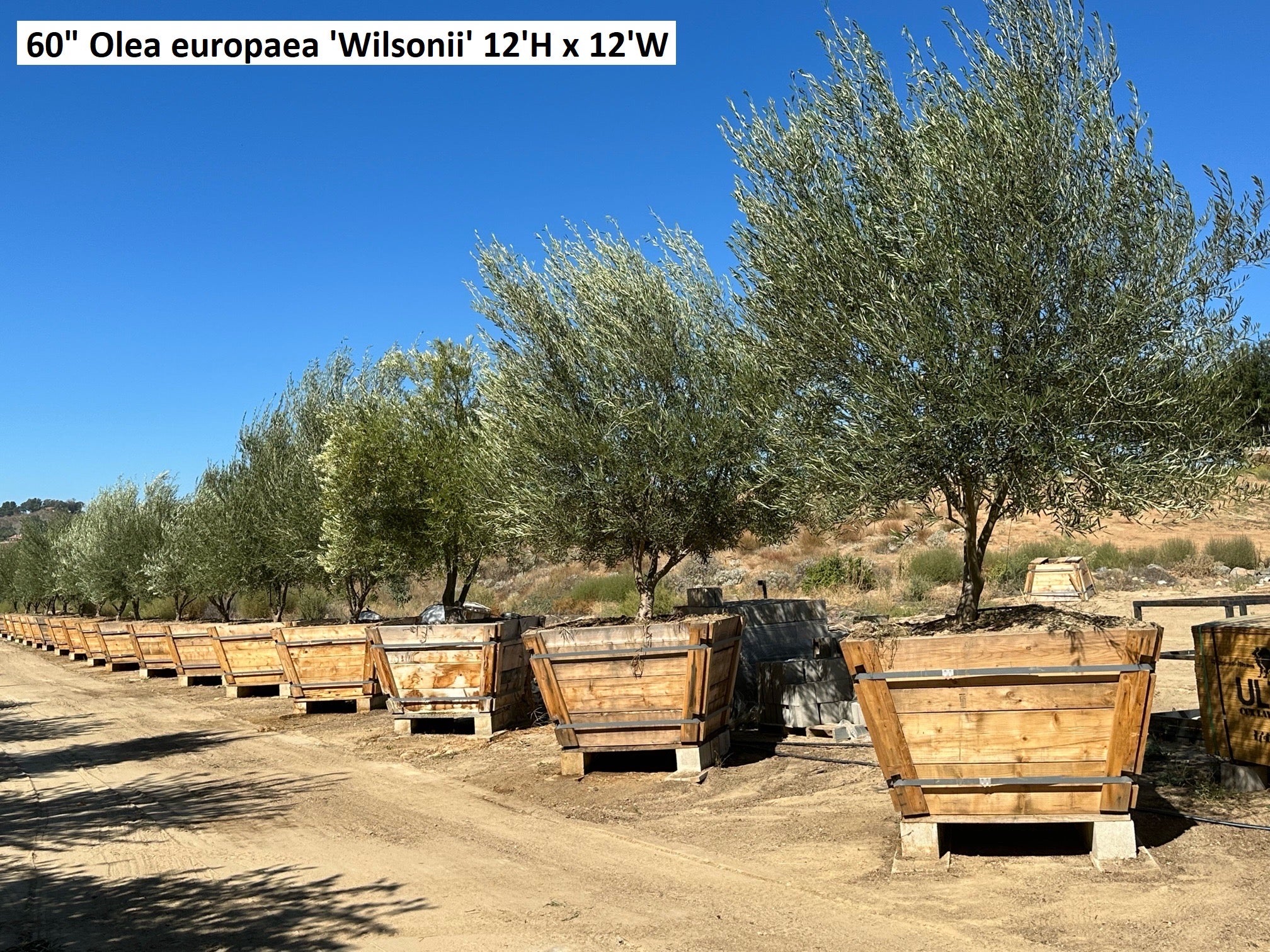 Wilson Olive Tree- Olea europaea 'Wilsoni' Multi, 60" Box 12'H x 12'W ...