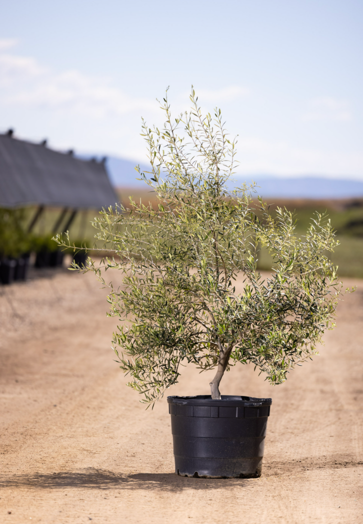 Swan Hill Olives® Fruitless Olive Tree – Better Together