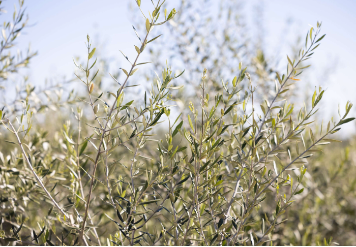 Swan Hill Olives® Fruitless Olive Tree – Better Together