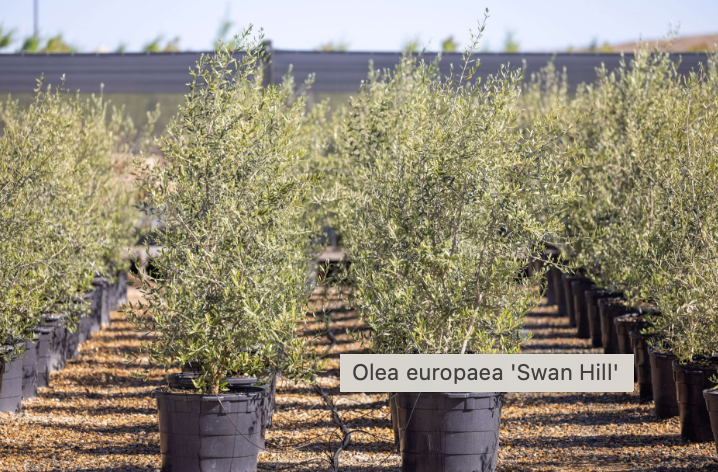 Swan Hill Olives® Fruitless Olive Tree – Better Together