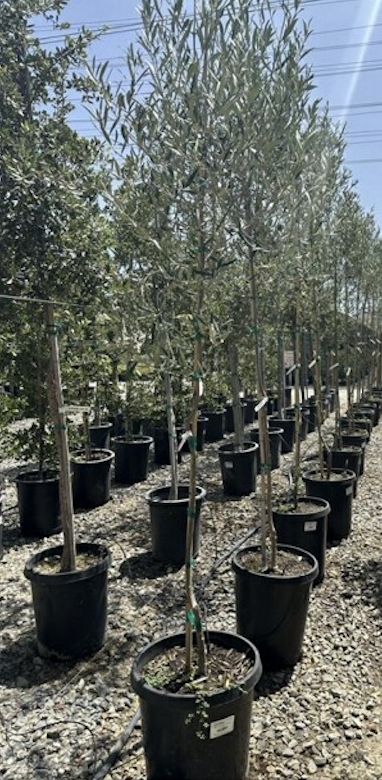 15 Gallon Tree- Olea europaea 'Wilsonii' (Standard) – Better Together