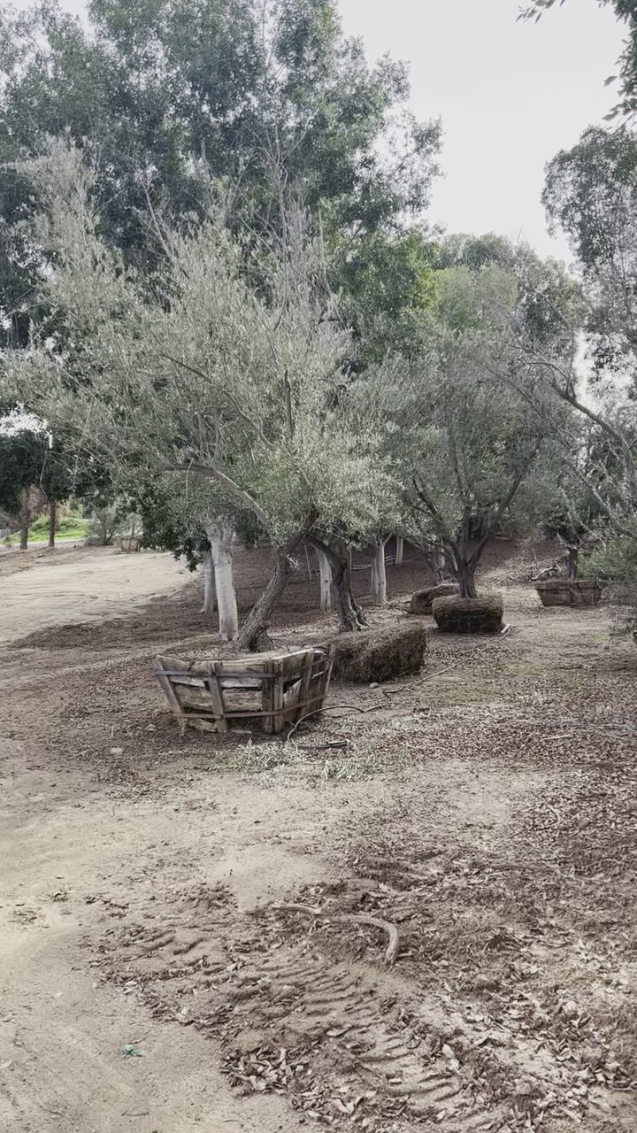 Fruiting Olive Trees (Box Upgrade in Progress) – Better Together