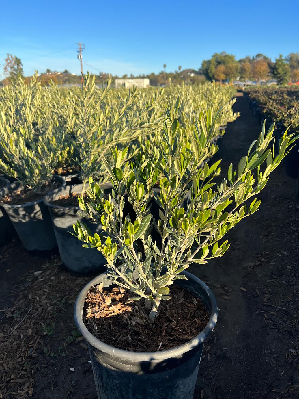 5g Little Olea Europaea Dwarf Olive – Better Together