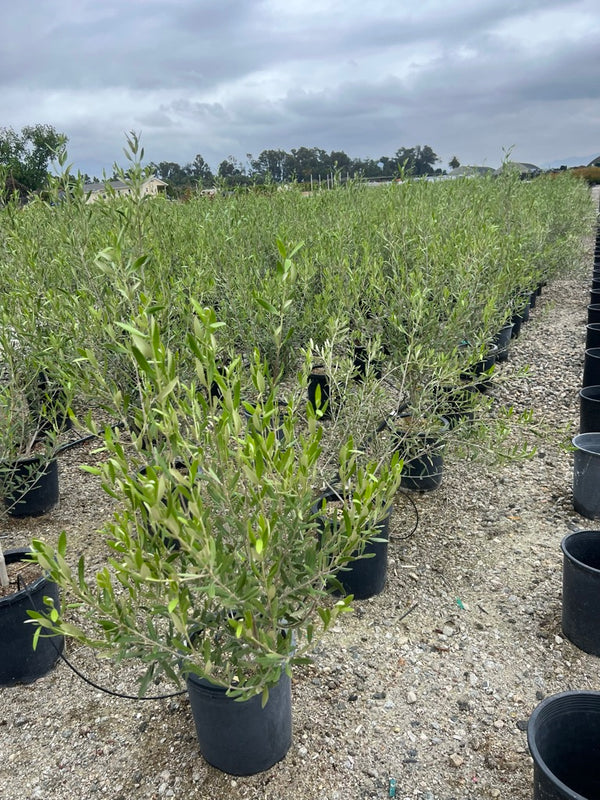 Wilson Olive Tree- Olea europaea 'Wilsoni' Multi – Better Together