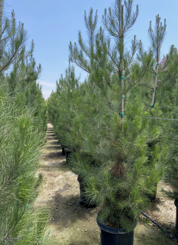 Pinus eldarica – Better Together